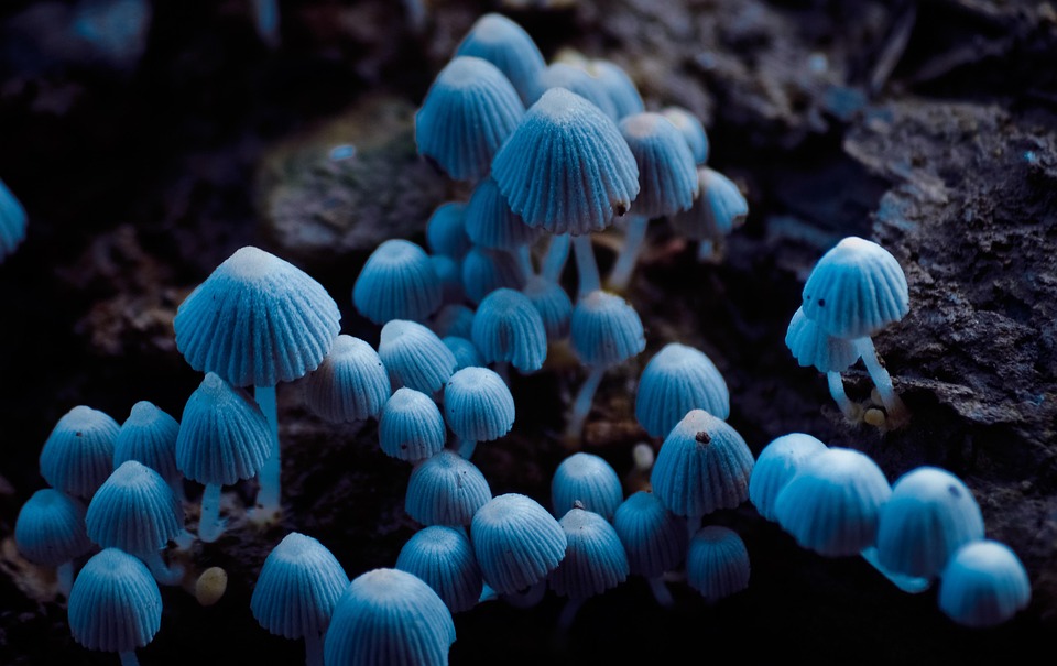 Mushroom Colour Beautiful - Free photo on Pixabay - Pixabay