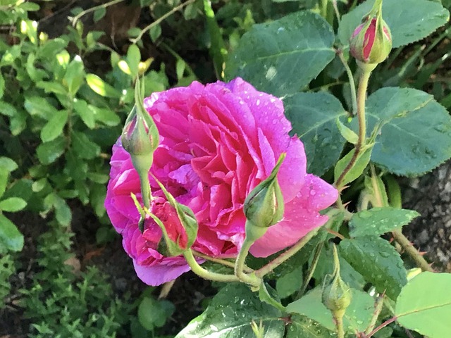 Rosa Flora Pétalas - Foto gratuita no Pixabay