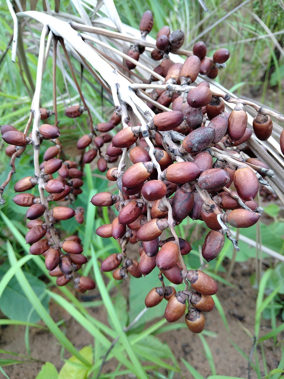 Dry Thaakal Fruits - Free photo on Pixabay - Pixabay