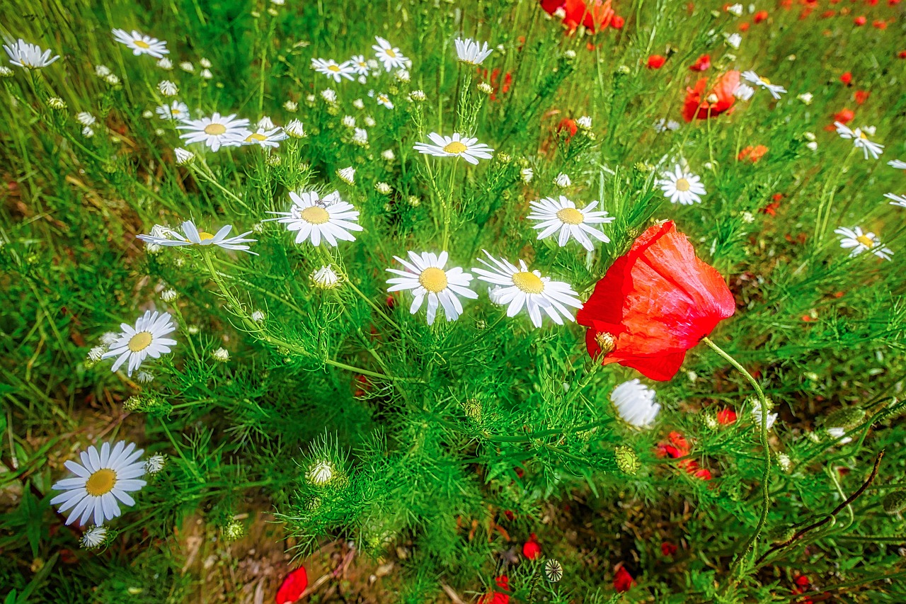 Prairie Fleurie Fleur La - Photo gratuite sur Pixabay - Pixabay