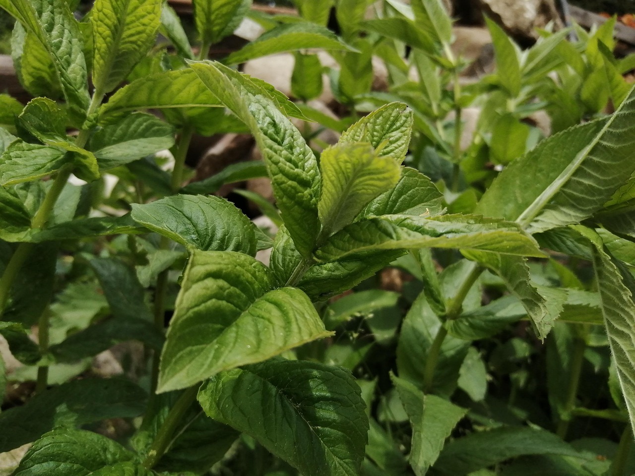 i-m-lying-mint-leaves-free-photo-on-pixabay-pixabay