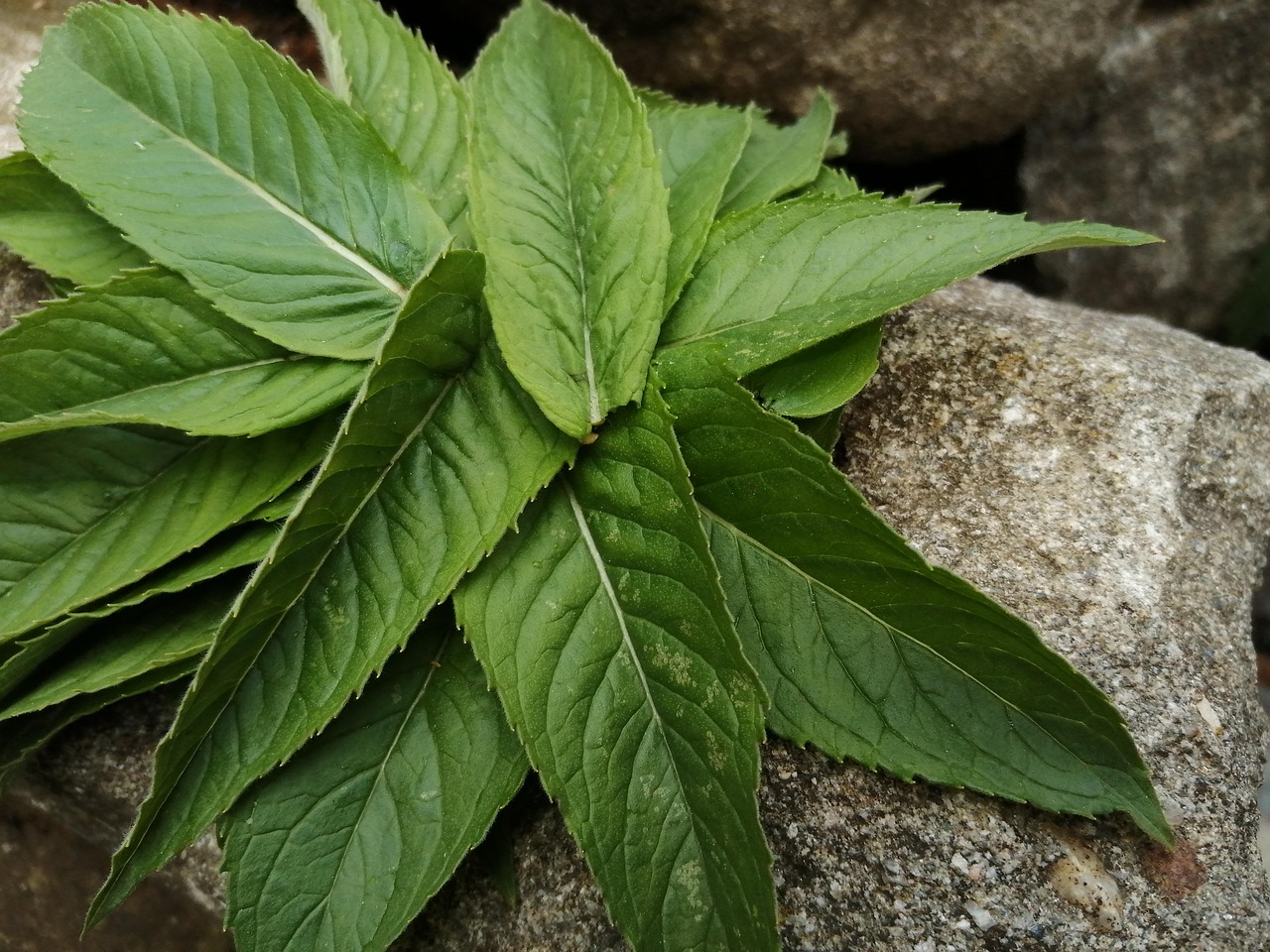 i-m-lying-mint-leaves-free-photo-on-pixabay-pixabay