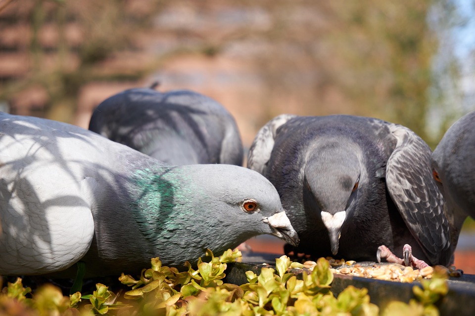 Pigeons Manger Des Graines - Photo gratuite sur Pixabay - Pixabay
