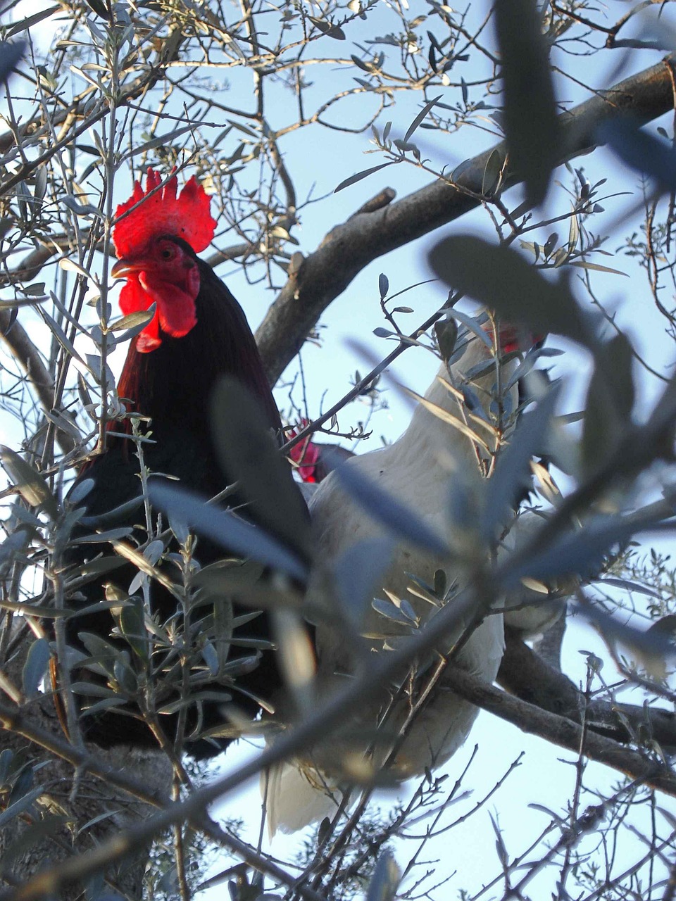 Pollo Grifo Naturaleza Aves De - Foto gratis en Pixabay - Pixabay