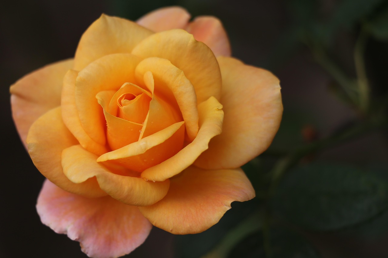 500+ Free Medal & Award Images - Pixabay
