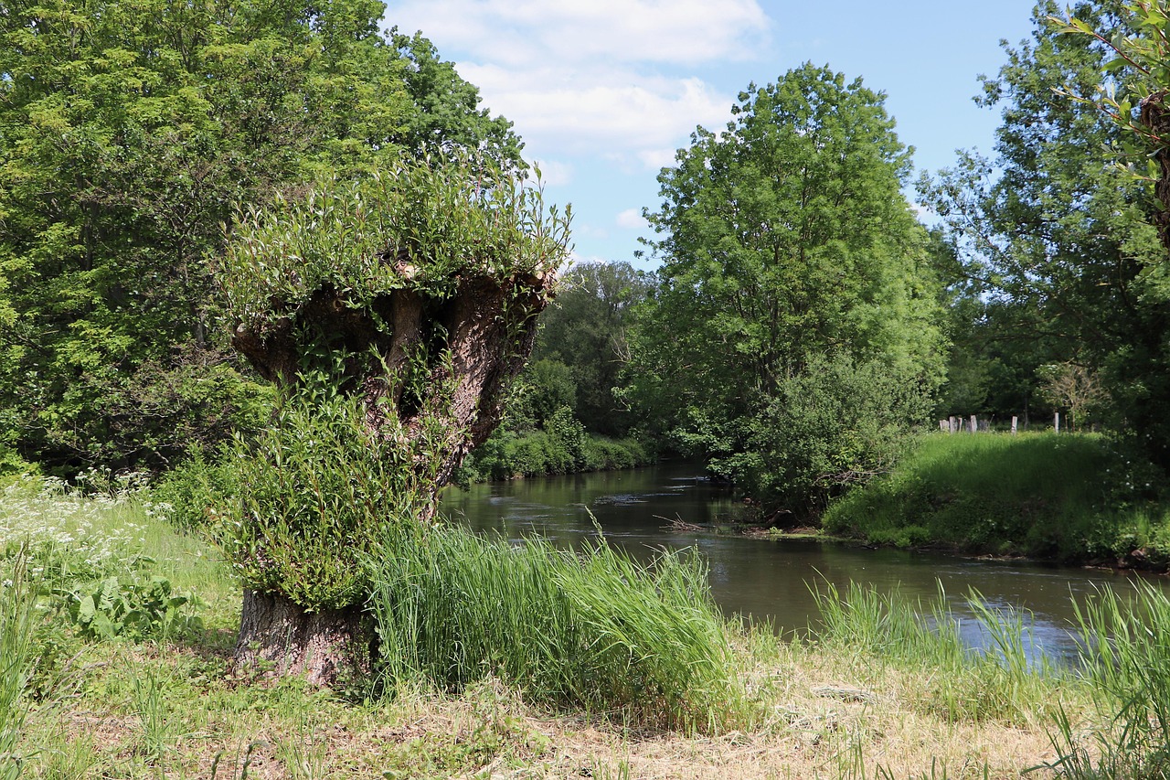 River Landscape Flow Pollarded - Free photo on Pixabay - Pixabay