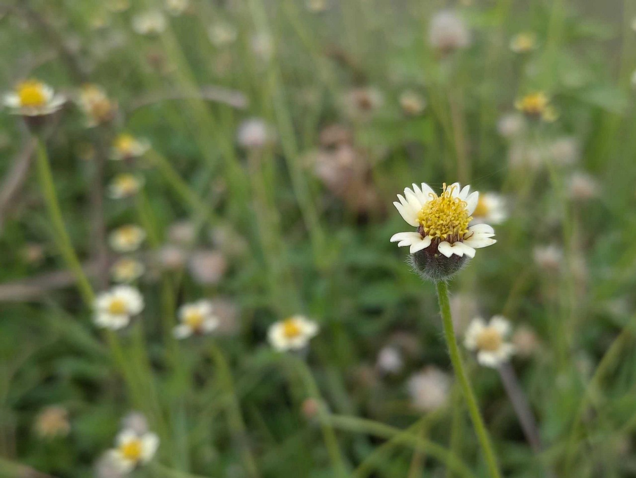 Weiße Blumen Die Makro-Aufnahme - Kostenloses Foto auf Pixabay - Pixabay
