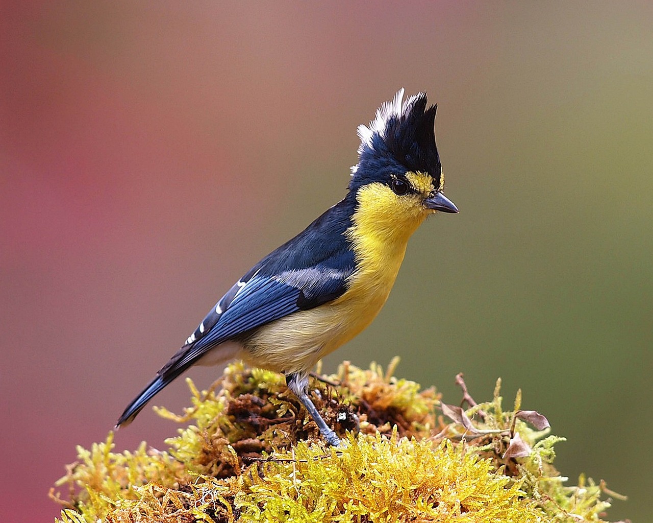 Bird Pens Plumage - Free photo on Pixabay - Pixabay