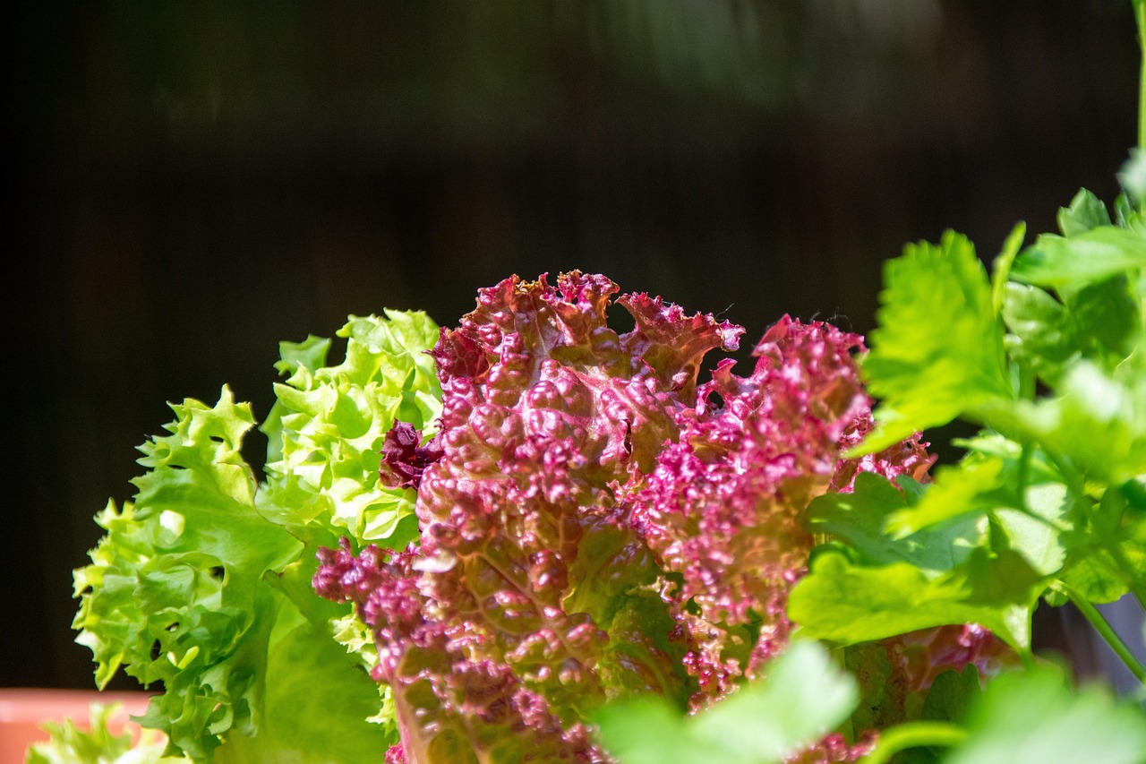 Salad Farm Yard - Free photo on Pixabay - Pixabay