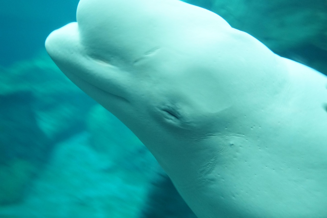 Beluga Aquarium Mammifère - Photo gratuite sur Pixabay - Pixabay