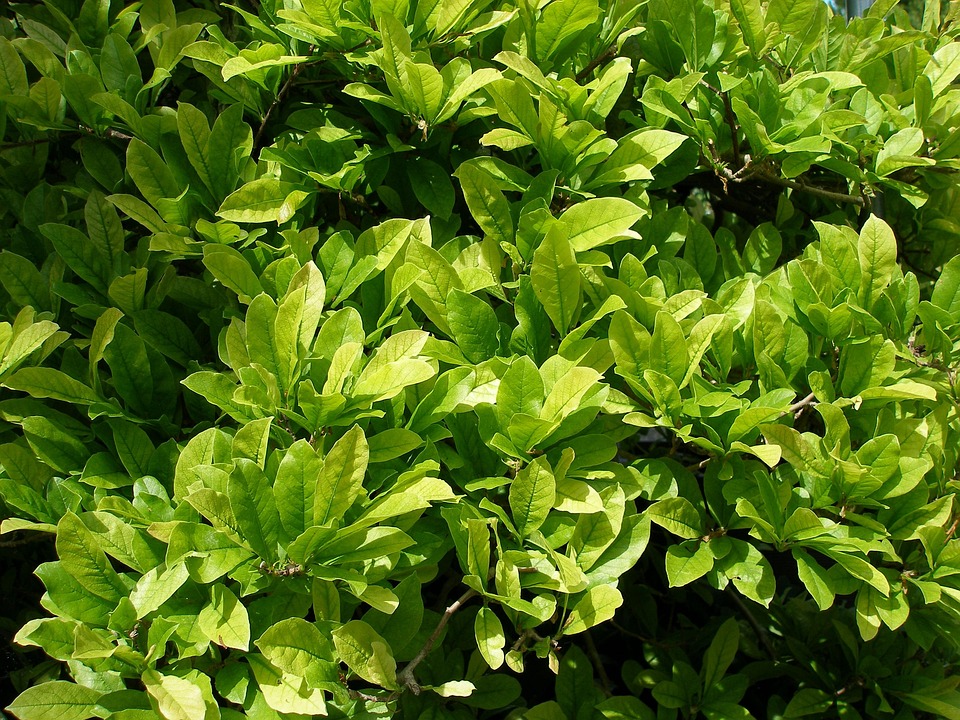 Garden Plants - Free photo on Pixabay