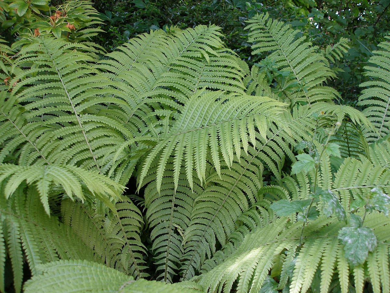 Plantas Samambaia - Foto gratuita no Pixabay - Pixabay
