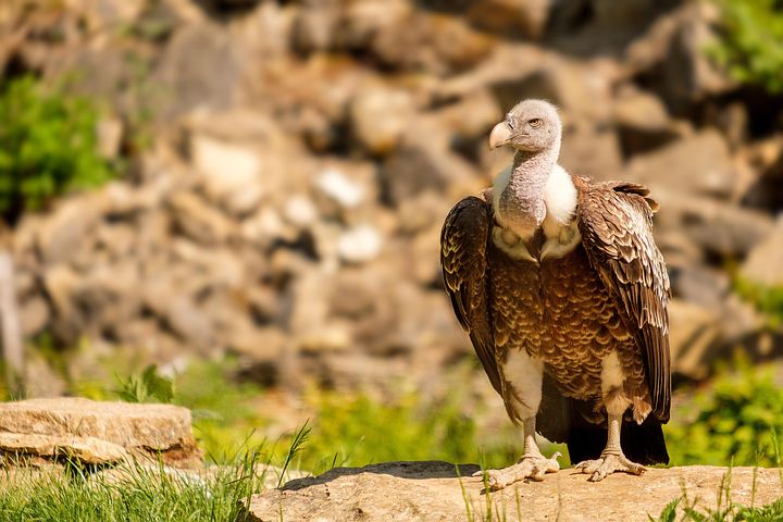 900+ Free Vulture & Bird Images