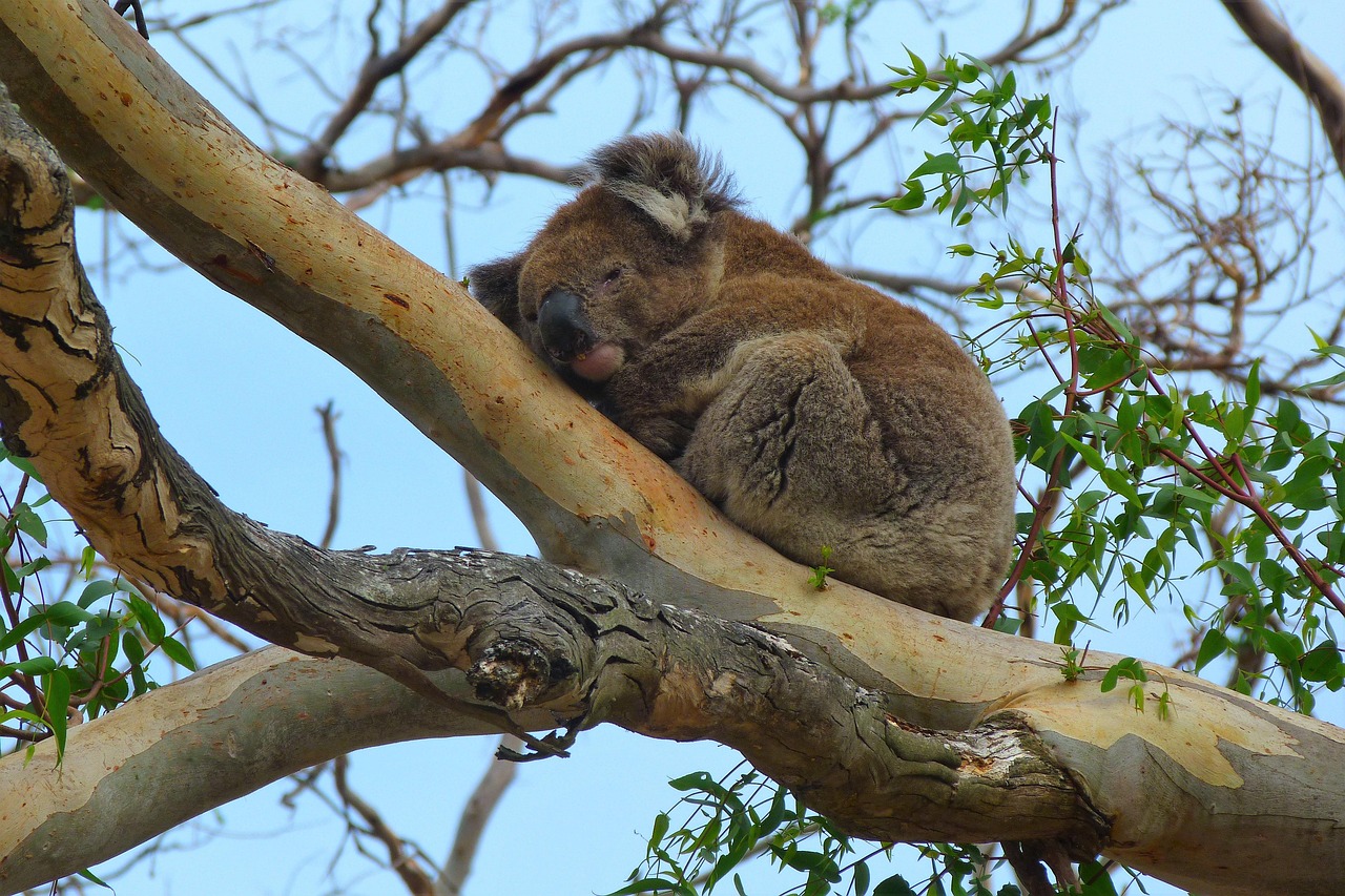 400+ kostenlose Koala & Natur Fotos - Pixabay
