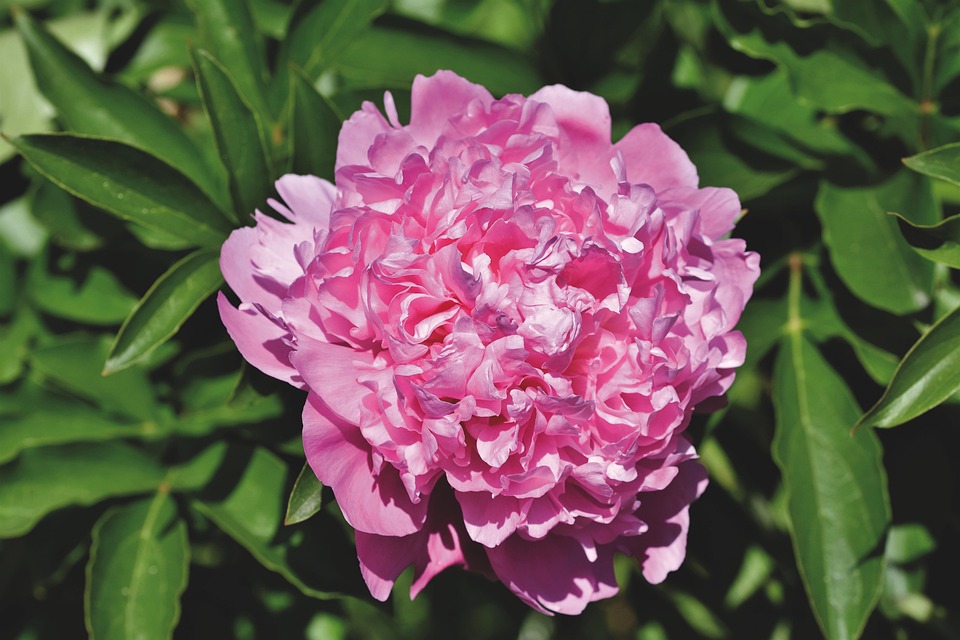 Pfingstrose Rose Knospe - Kostenloses Foto auf Pixabay