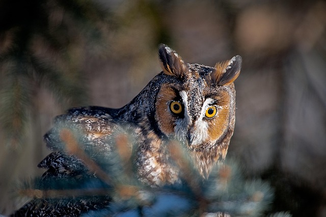 Búho Naturaleza Fauna Silvestre - Foto gratis en Pixabay - Pixabay