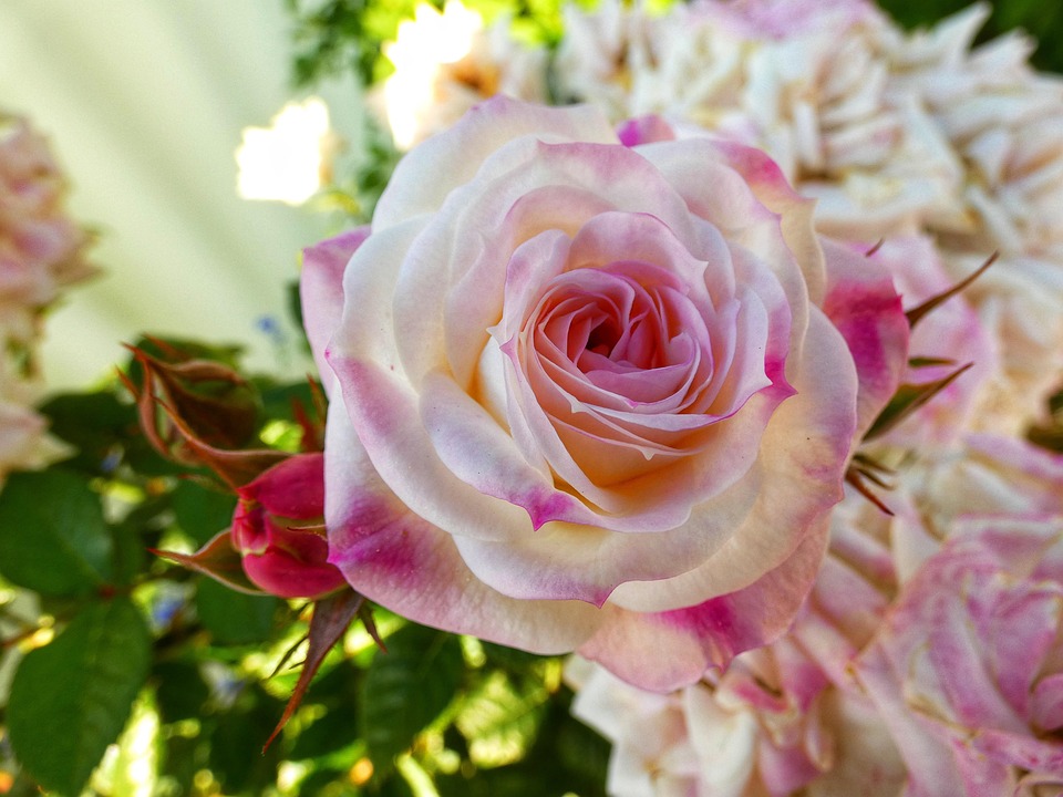 Fleur Rose Rosier - Photo gratuite sur Pixabay - Pixabay