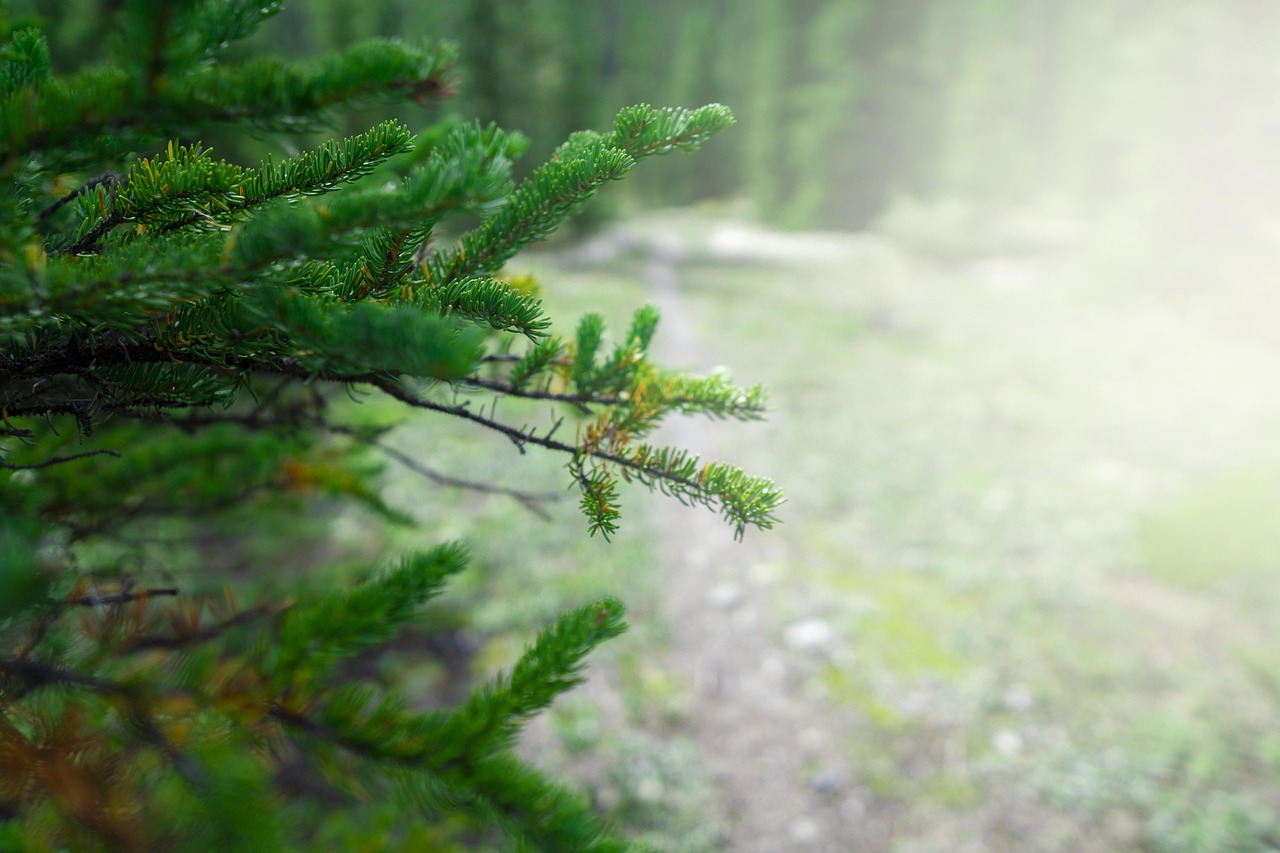 Summer Pine Forest - Free photo on Pixabay - Pixabay