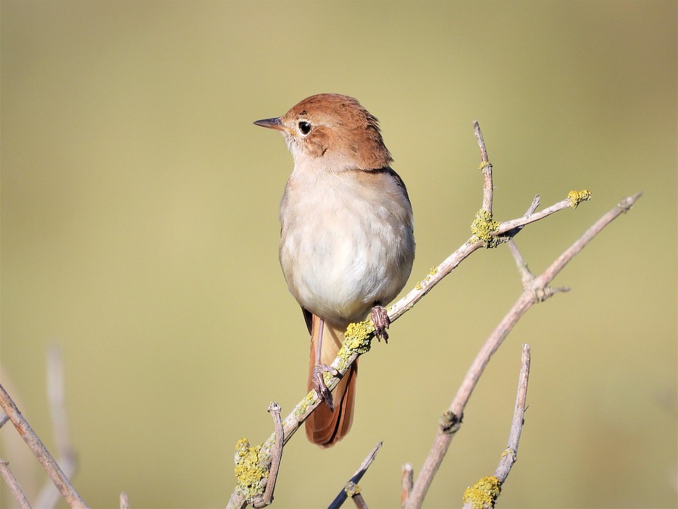 Wonderful Songbird The Nightingale - Free photo on Pixabay
