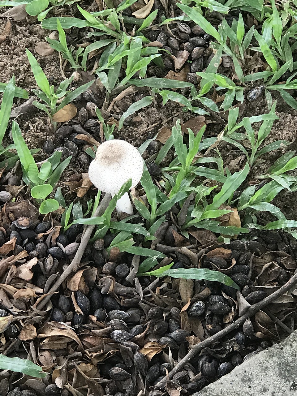 Flower Mushroom - Free photo on Pixabay - Pixabay