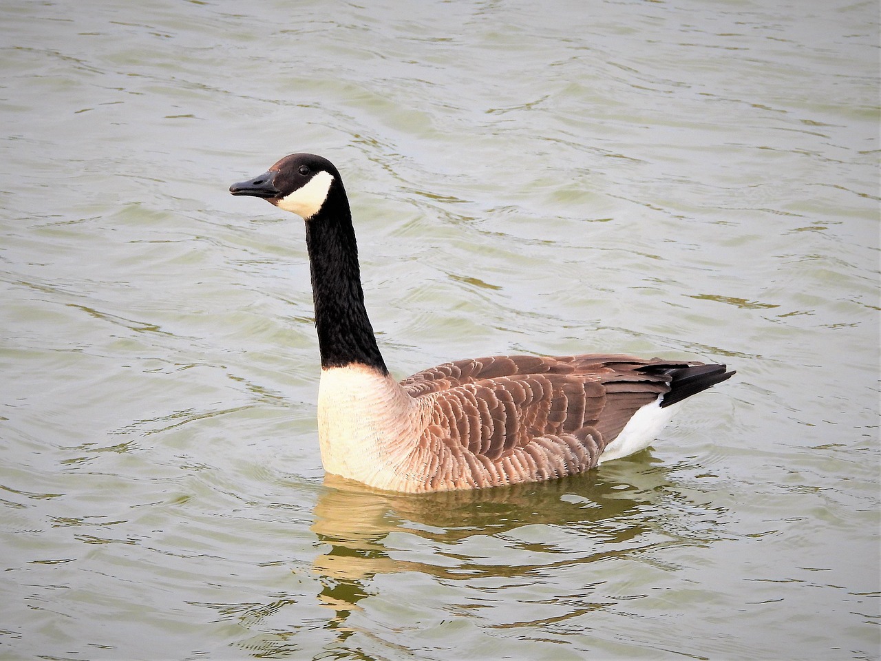 6,000+ Free Canadian Goose & Goose Photos - Pixabay