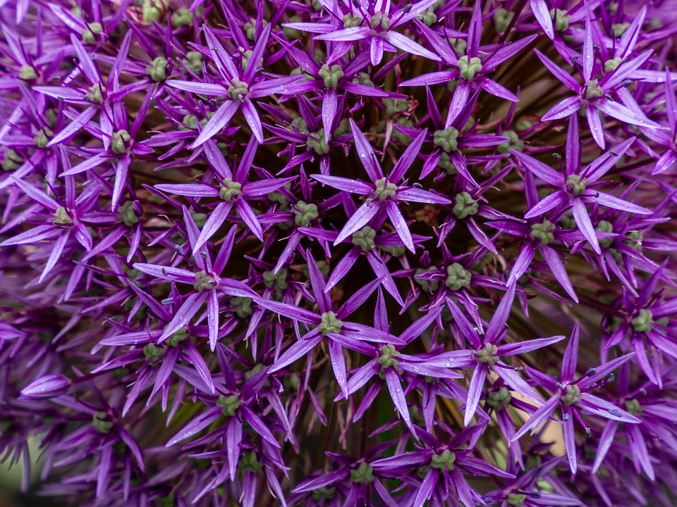 Garlic Bloom Star - Free photo on Pixabay - Pixabay