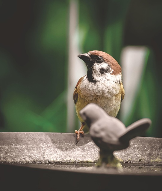 Sparrow Sperling Bird - Free photo on Pixabay