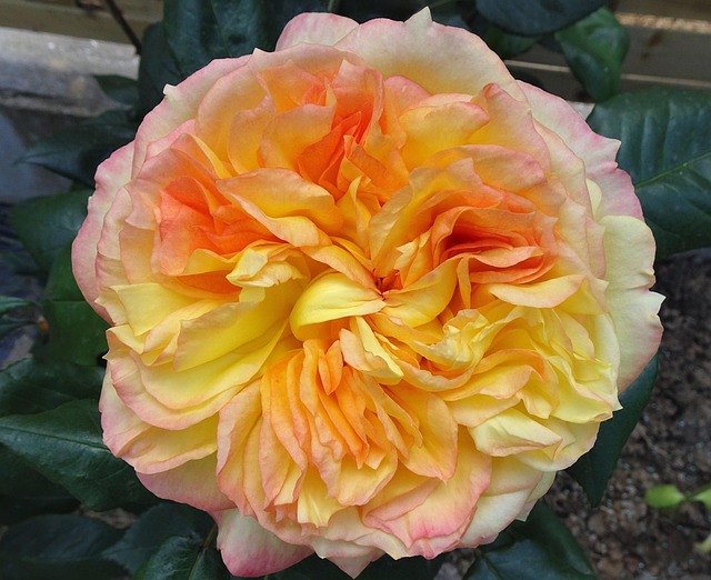 Rosal Arbusto Jardín - Foto gratis en Pixabay - Pixabay