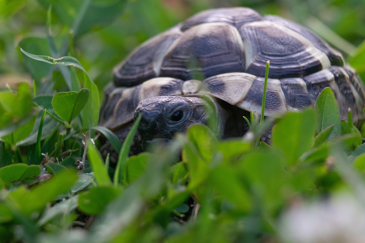 Viac ako 10 000 bezplatných obrázkov na témy Swimming Turtle a Príroda ...
