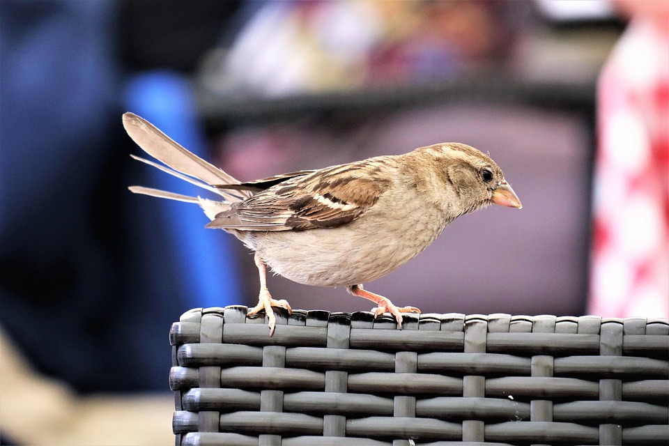 Sparrow Animals Bird - Free photo on Pixabay - Pixabay