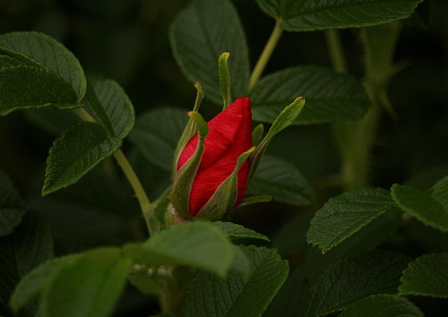 Bud Rose Feder - Kostenloses Foto auf Pixabay - Pixabay
