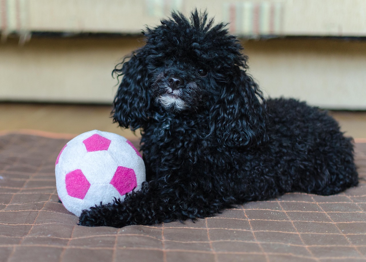 Dog Ball Puppy - Free photo on Pixabay - Pixabay