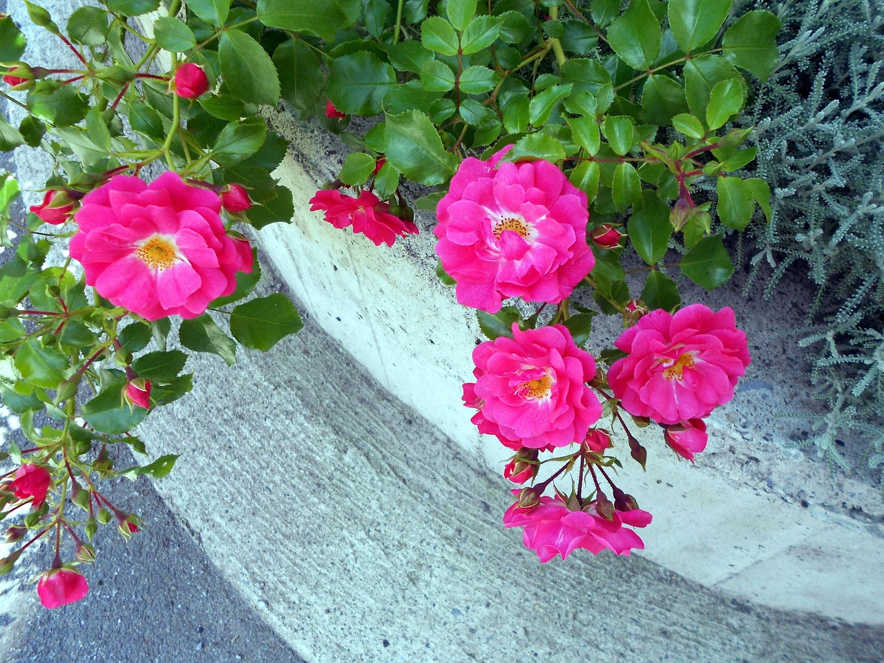 Des Roses Fleurs Nature - Photo gratuite sur Pixabay - Pixabay