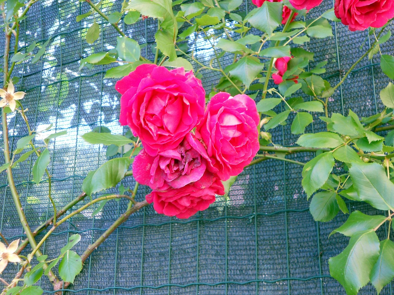 Roses Romantique - Photo gratuite sur Pixabay - Pixabay