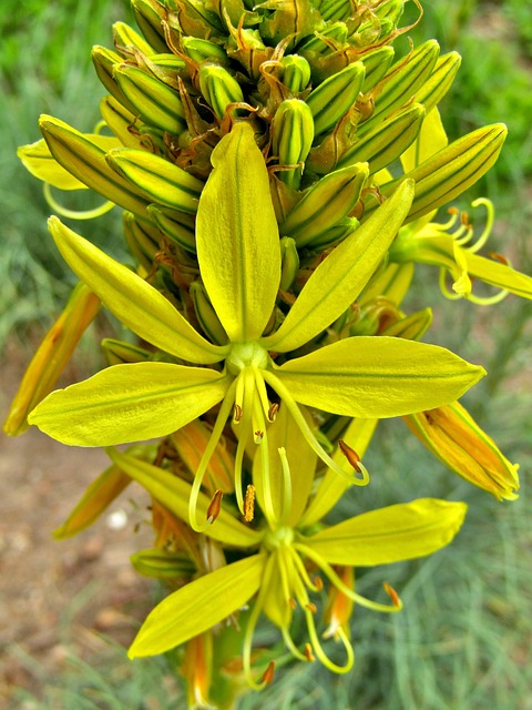 Golden Root Asphodeline Lutea - Free photo on Pixabay