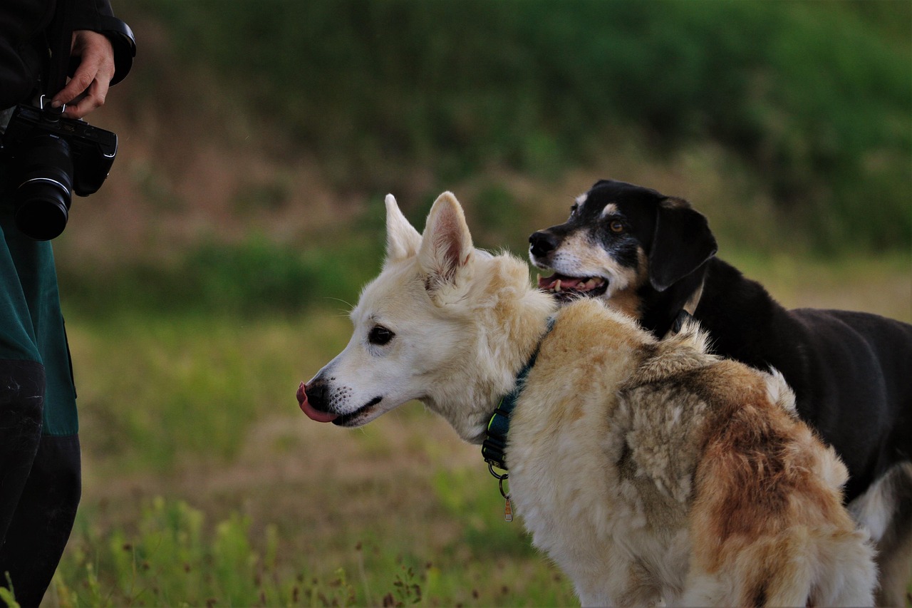 Best Friends Old Dogs - Free photo on Pixabay - Pixabay