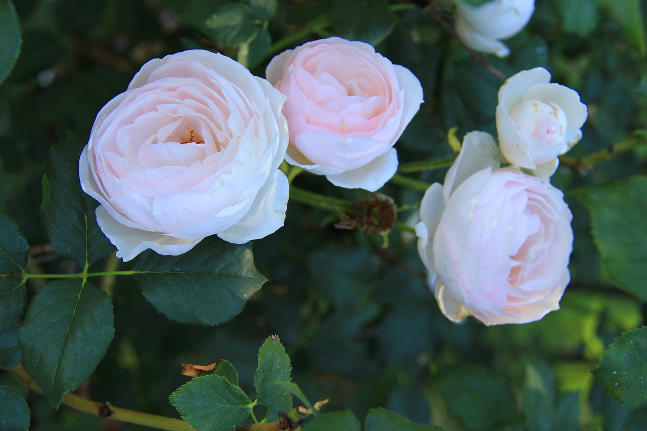 Des Roses Rose Fleur - Photo gratuite sur Pixabay - Pixabay
