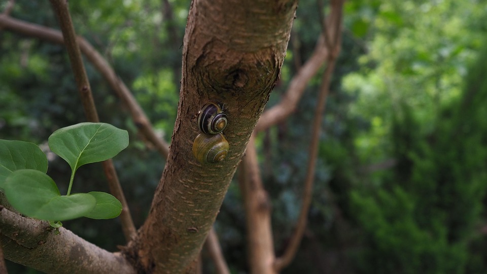 Snails Tree Photo - Free photo on Pixabay - Pixabay