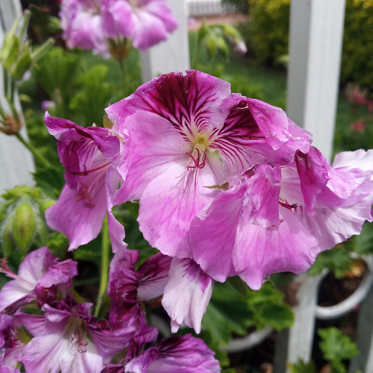 Orchidee Lila Garten - Kostenloses Foto auf Pixabay - Pixabay