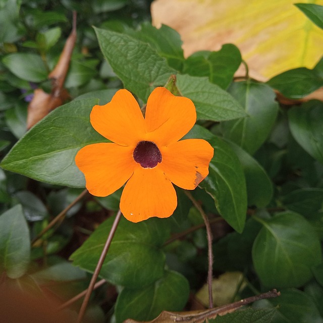 Bunga Orange Garden Kelopak - Foto gratis di Pixabay - Pixabay