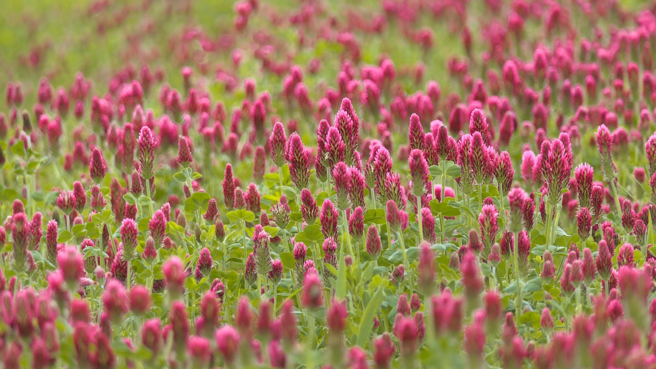 Clover Flower Field - Free photo on Pixabay
