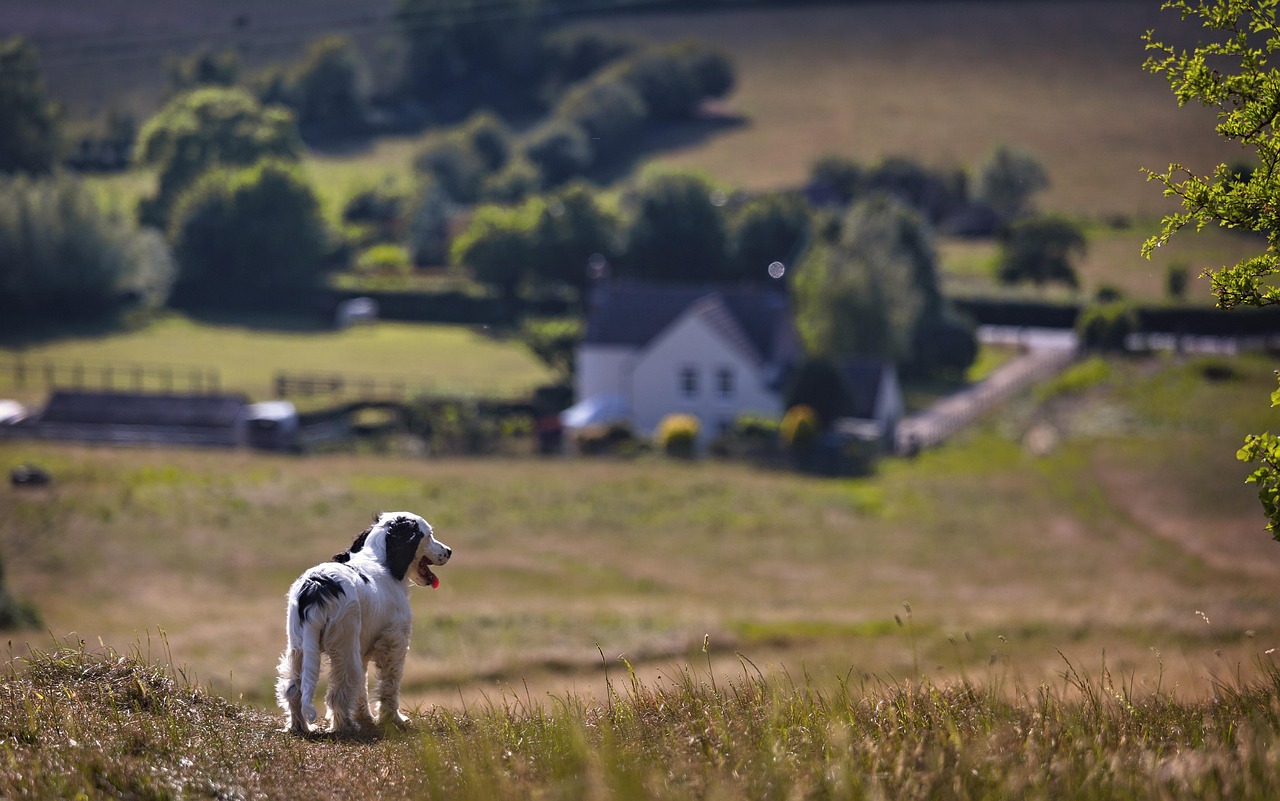 100,000+ Free Cute Puppy & Puppy Images - Pixabay