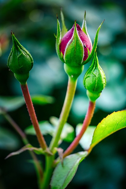 Rose Grow Bud To - Free photo on Pixabay
