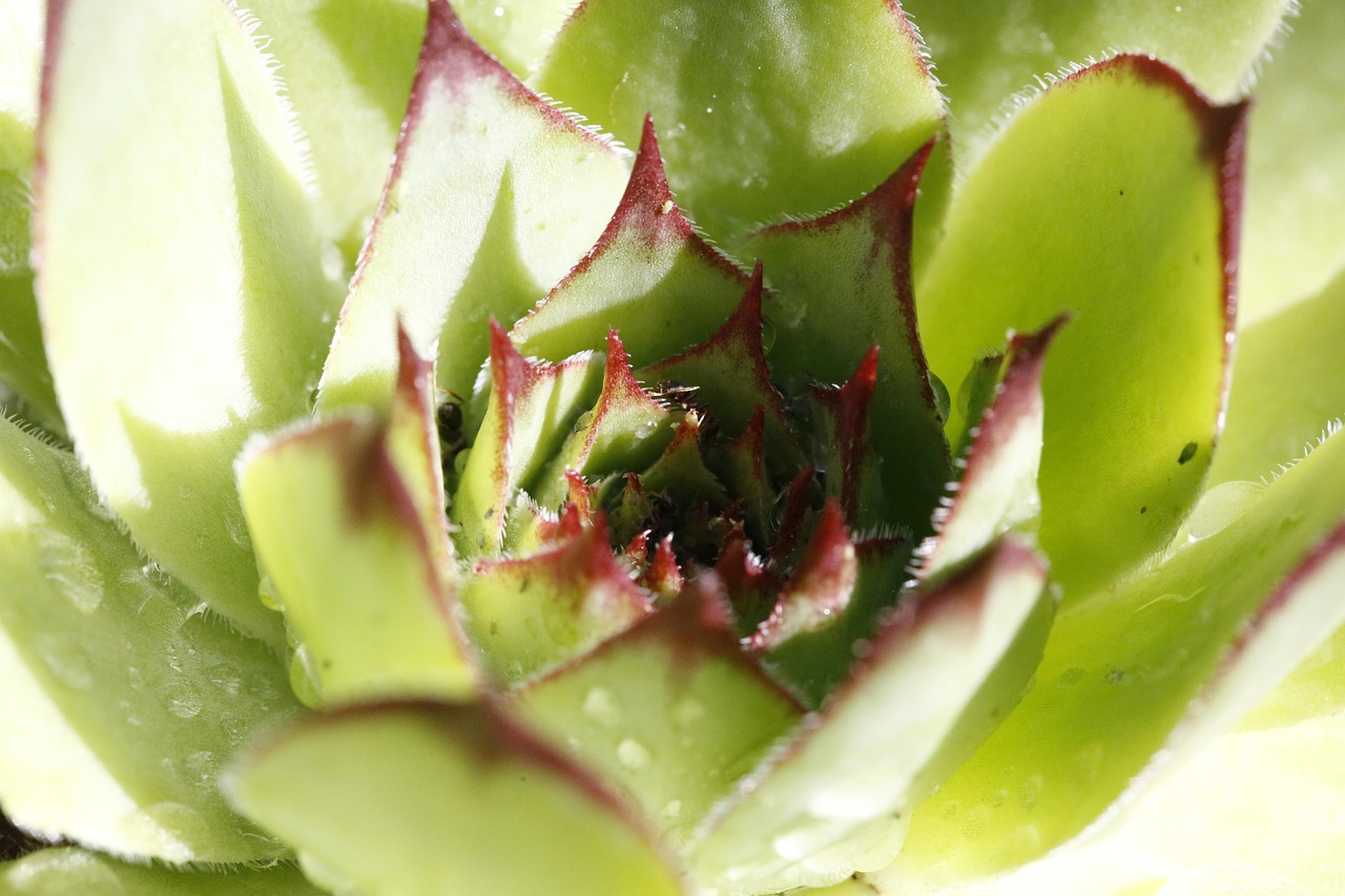 Pollo Gordo Planta Naturaleza - Foto gratis en Pixabay - Pixabay