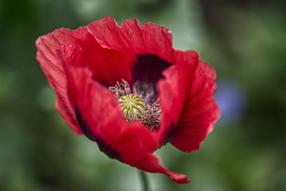 Opium Poppy Jagung Bertepuk Tangan - Foto gratis di Pixabay - Pixabay