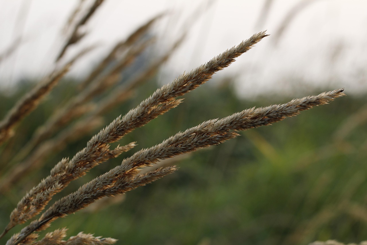 Crop Landscape Agriculture - Free photo on Pixabay - Pixabay