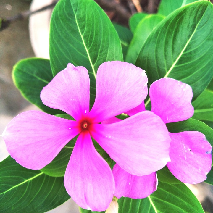 Catharanthus Roseus Vinca Flower - Free photo on Pixabay - Pixabay