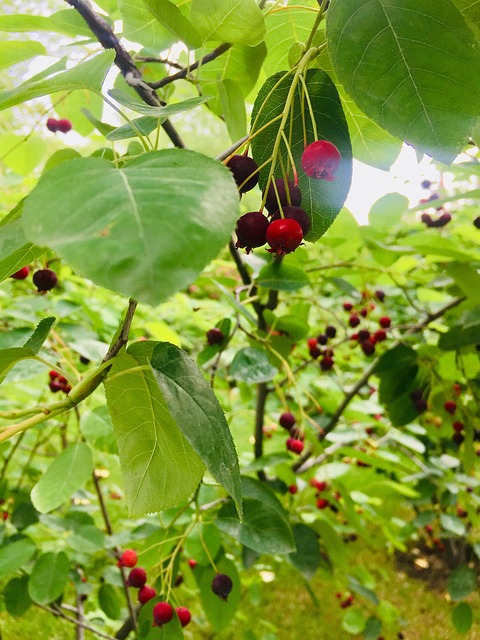 Cerejas O Verde Natureza Raio Do - Foto gratuita no Pixabay - Pixabay