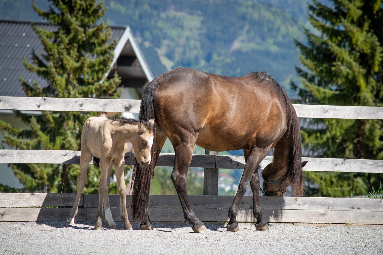 Caballo Potro Poni - Foto gratis en Pixabay - Pixabay