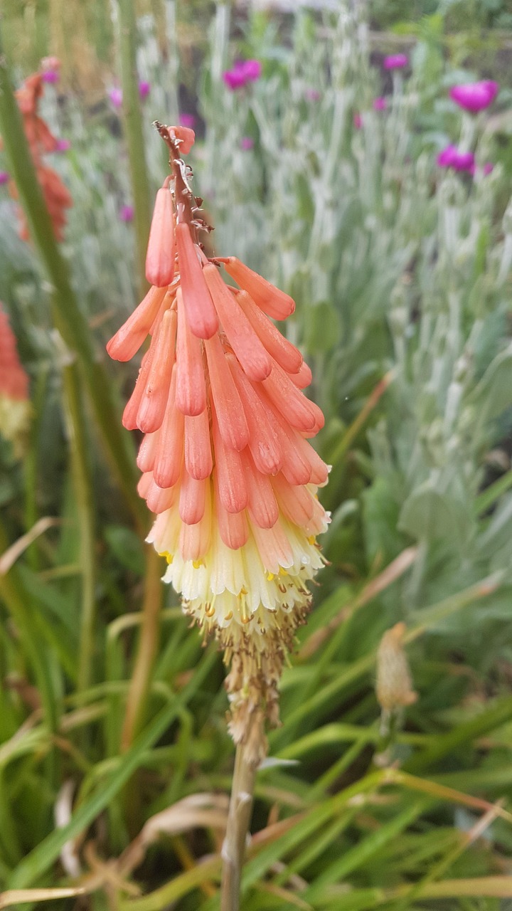 Jardim Flores Natureza Vermelho - Foto gratuita no Pixabay - Pixabay